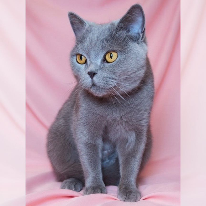 Британский короткошёрстный котёнок