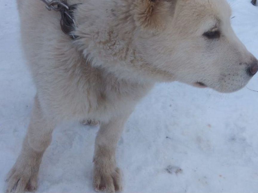 Среднеазиатская овчарка в добрые руки