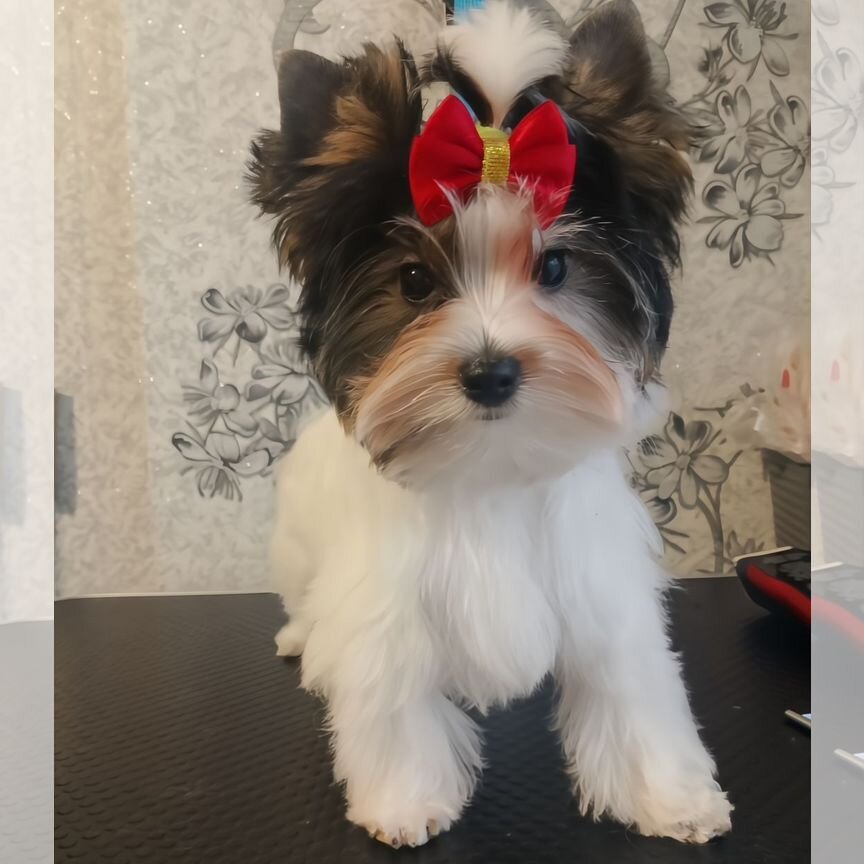 Бивер-йоркширский терьер, щенок