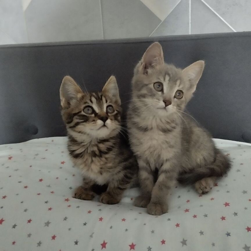 Котята в дар