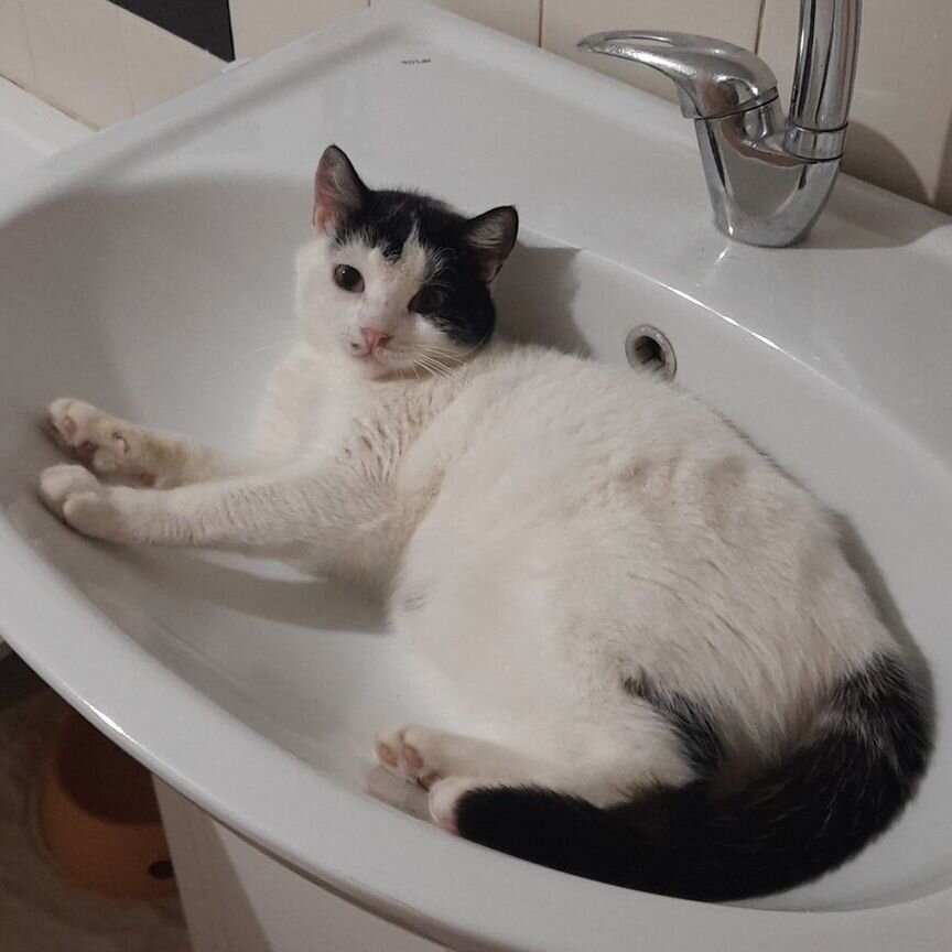 Кошечка- мышеловка