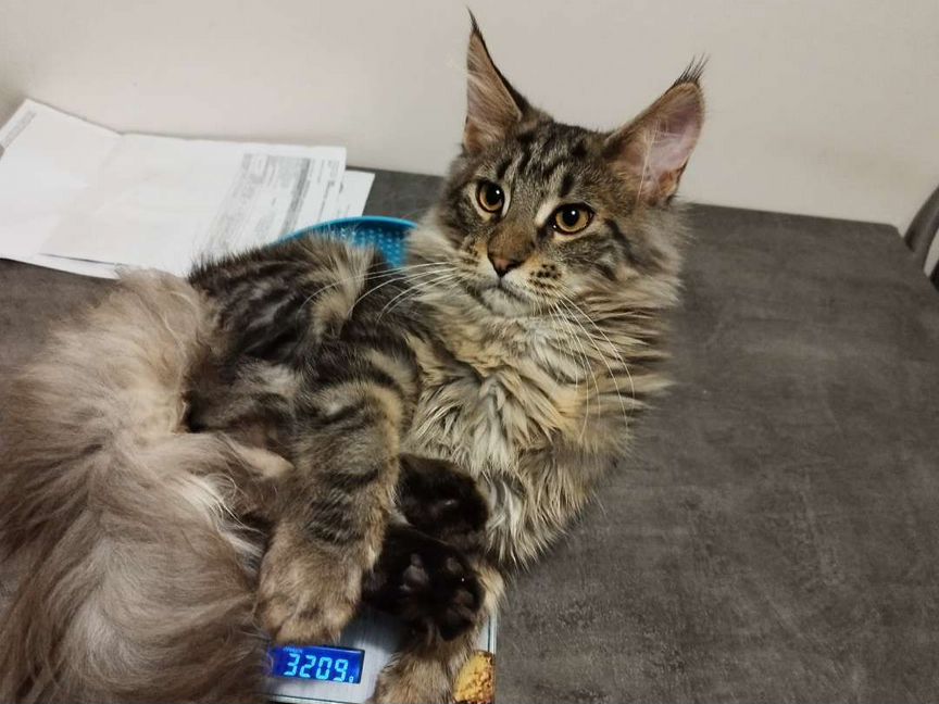 Отдам годовалого котика в добые руки