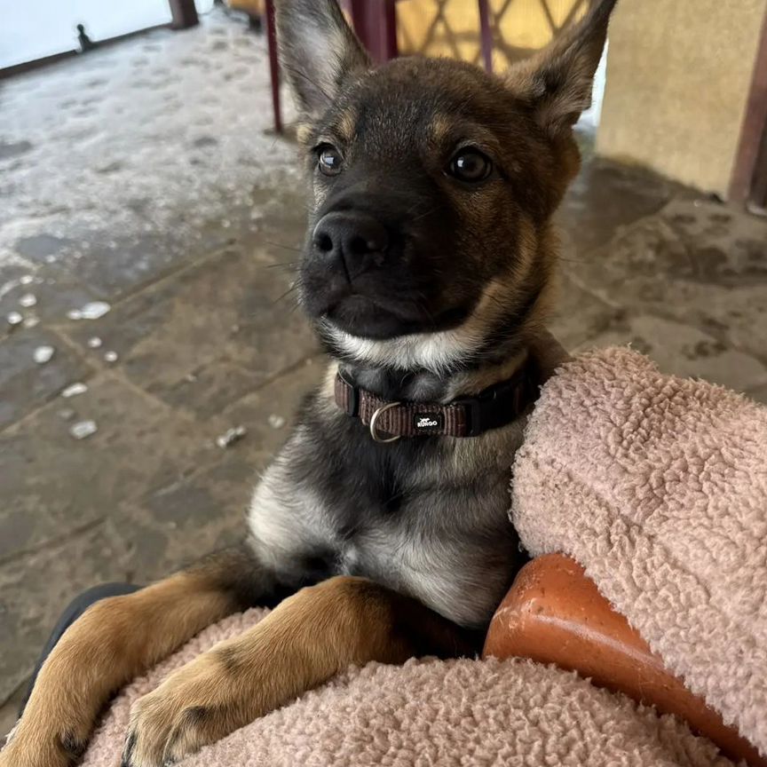 Щенок в добрые руки