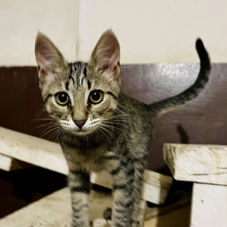 Ласковый котенок отвественным хозяевам