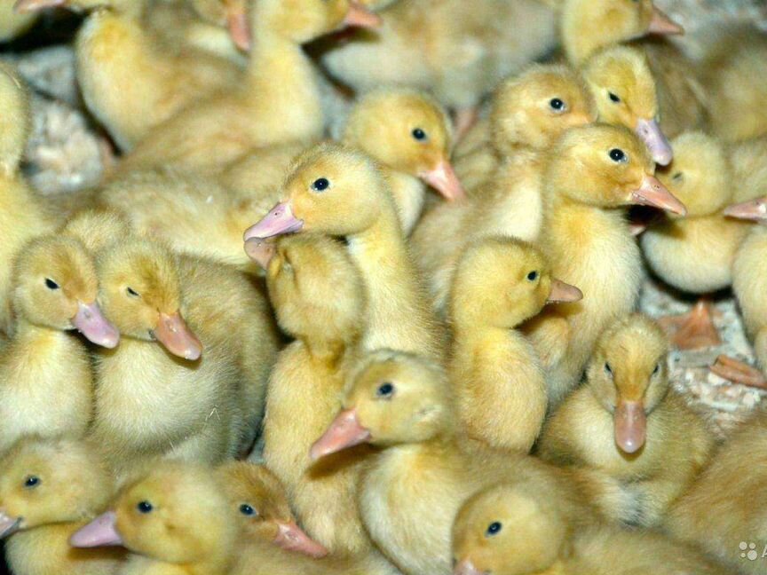 Бройлерные утки