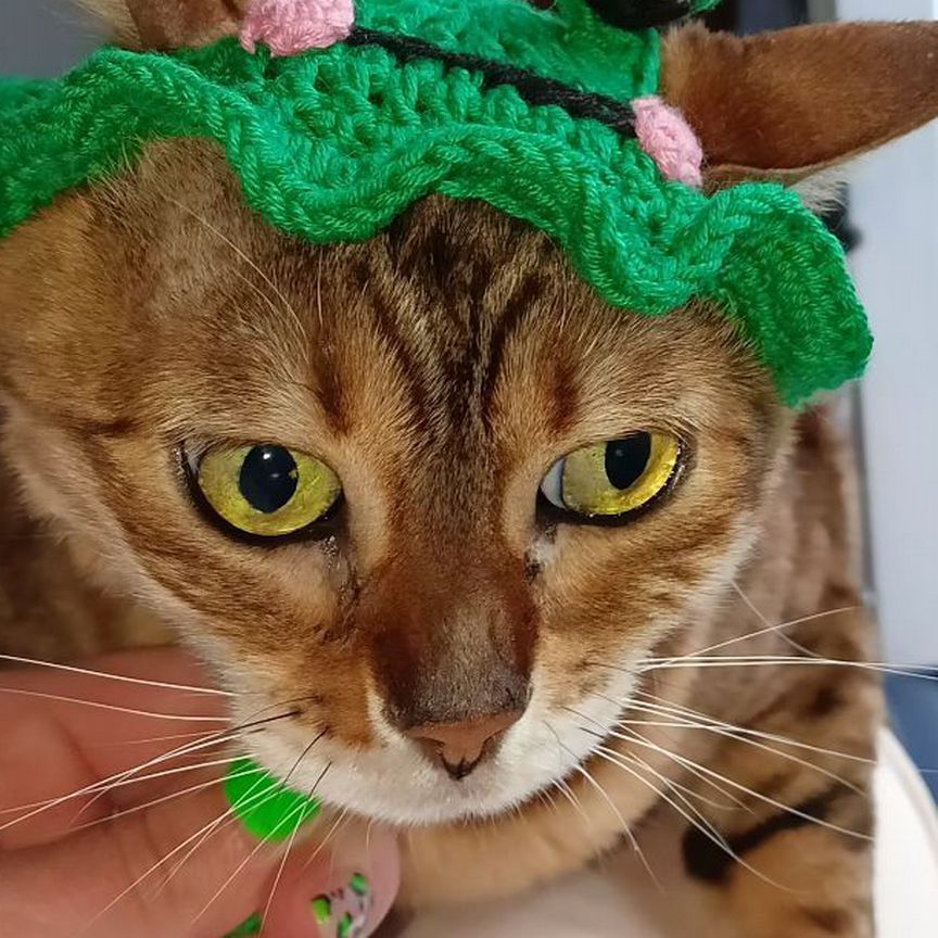 Шапочка для кошек