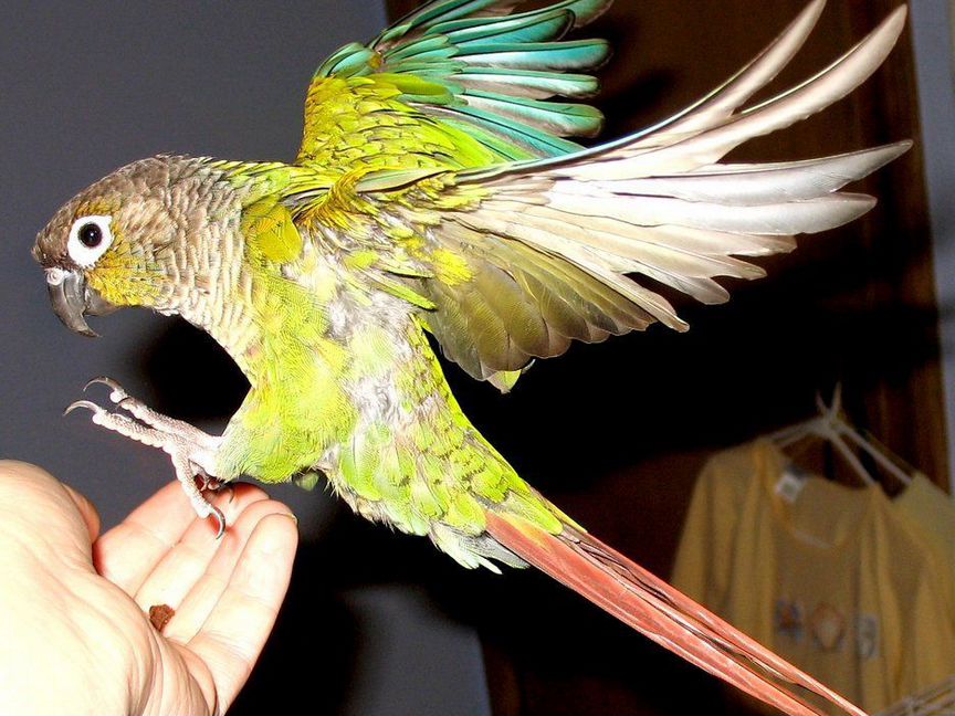 Попугай 8 месяцев с клеткой