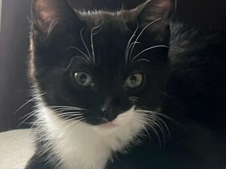 Супер котенок мальчик