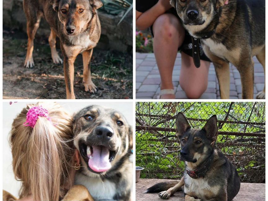 Прекрасная собачка Найда ищет дом