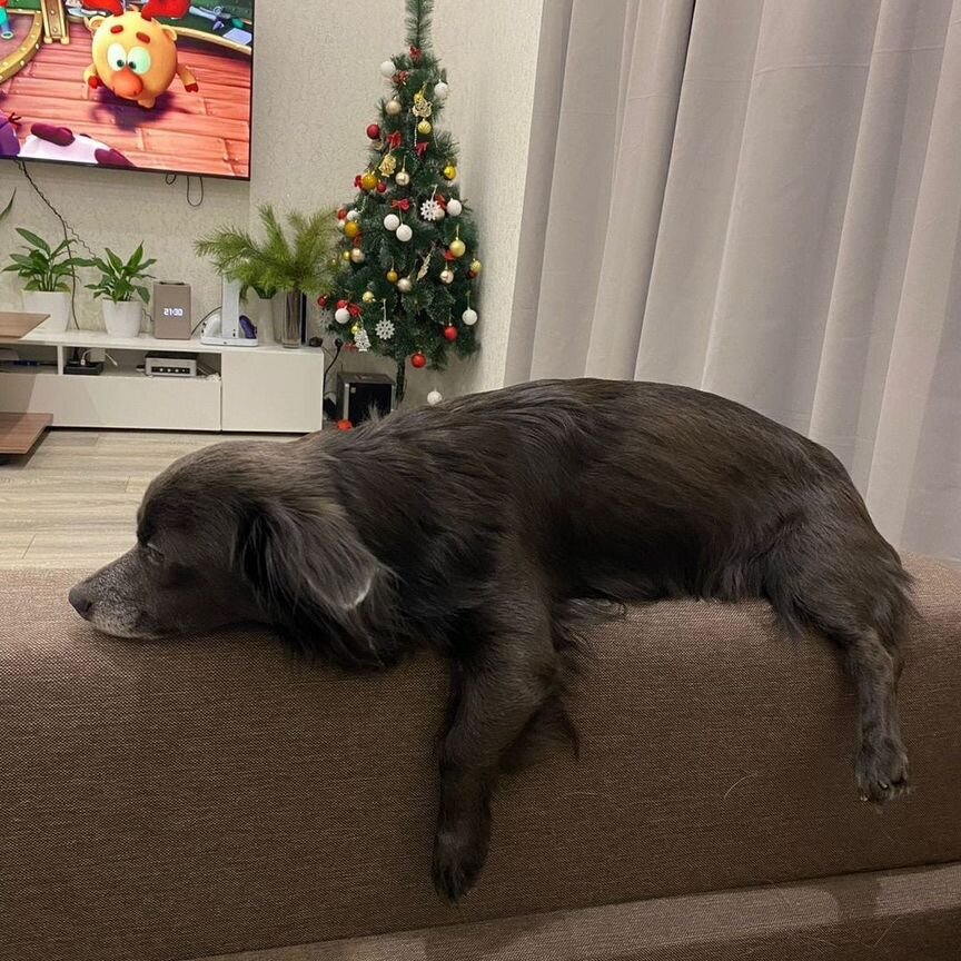 Бедный Тоша