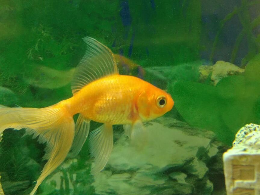 Рыбка Золотушка