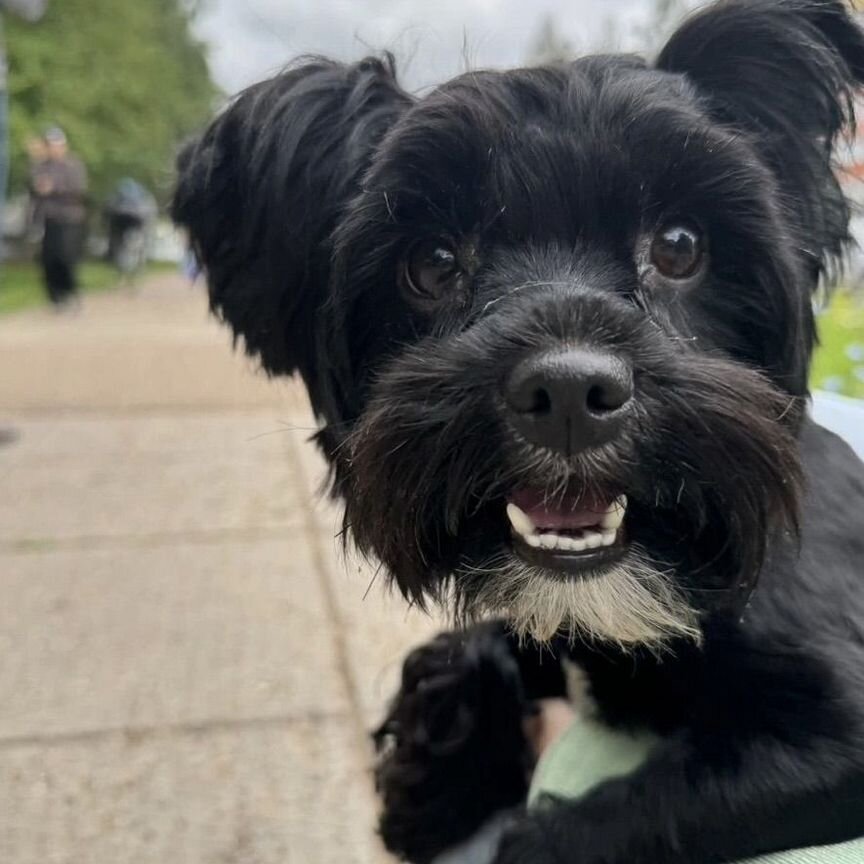 Бивер йорк девочка