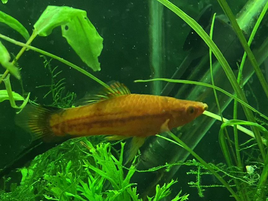 Меченосец самец