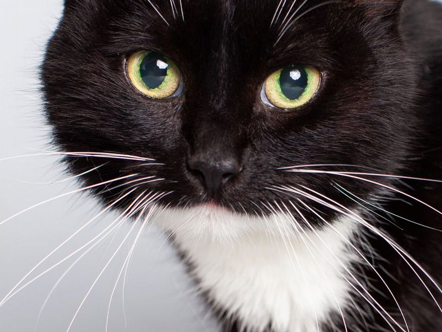 Бастинда: умнейшая кошка ищет дом