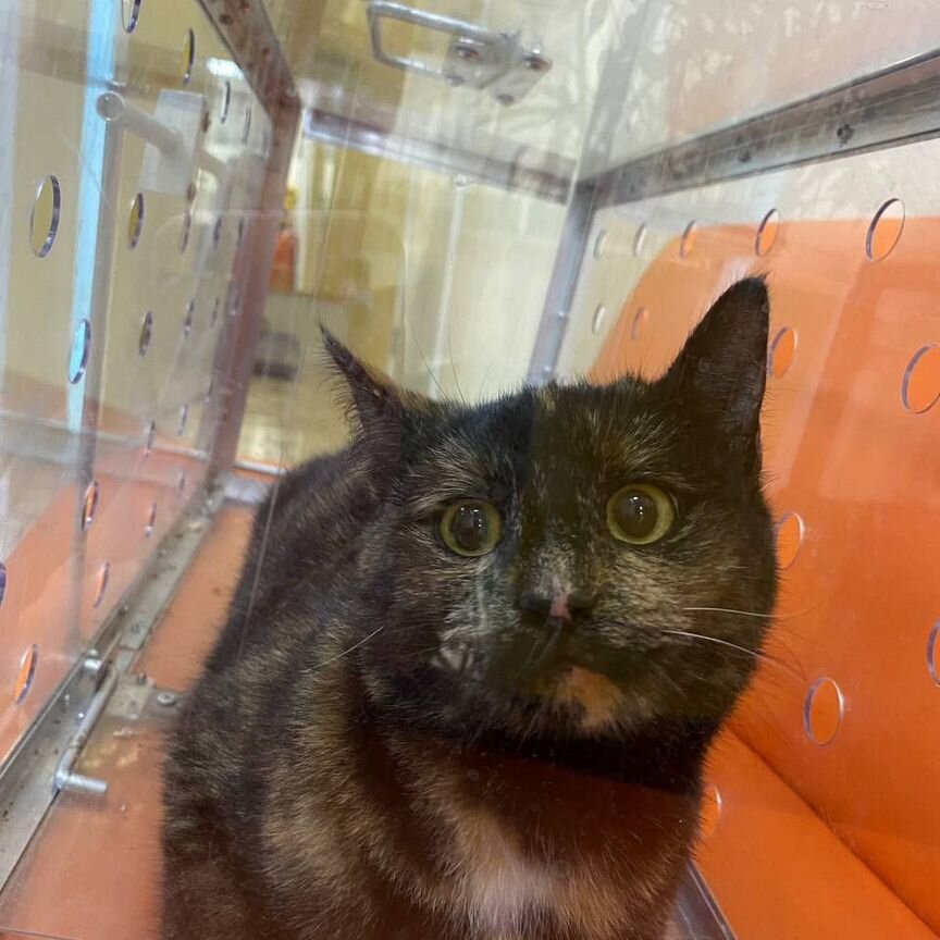 Кошки в добрые руки