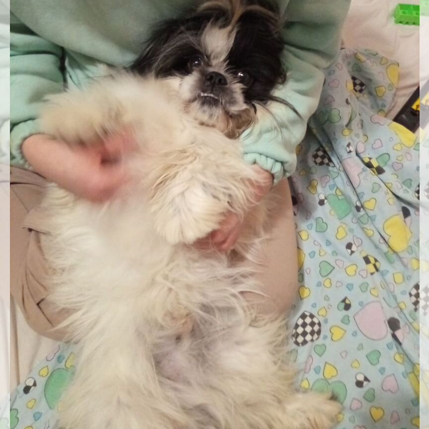 Ши-тцу, щенок