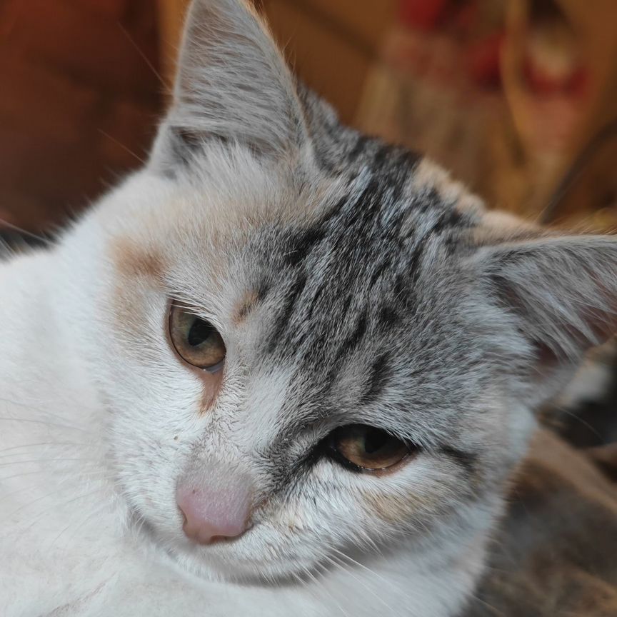 Котенок девочка котейка девочка котейка