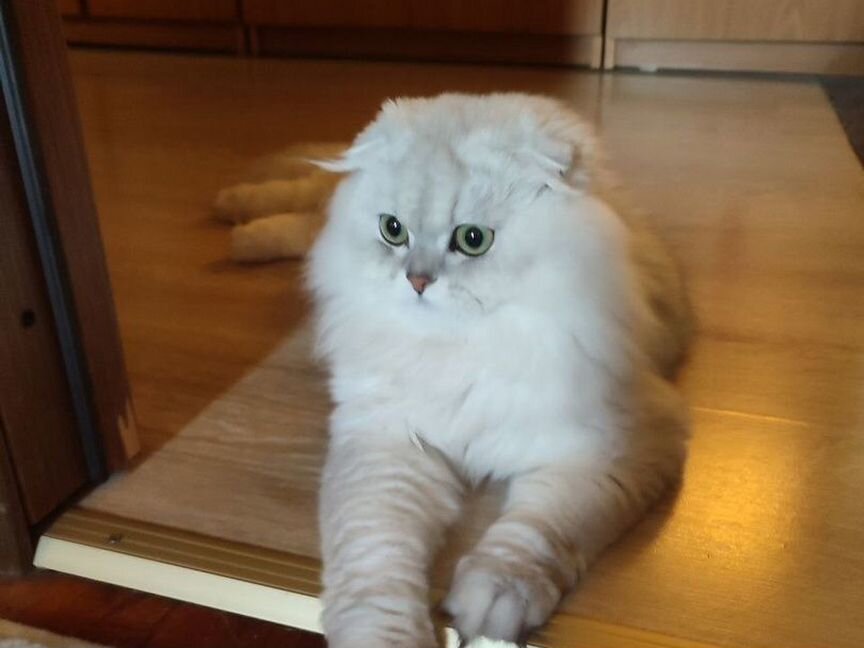 Шотландский кот на вязку