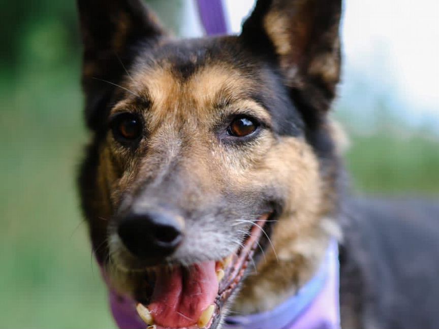 Собаченька Бейла-уютная девчонка ищет дом