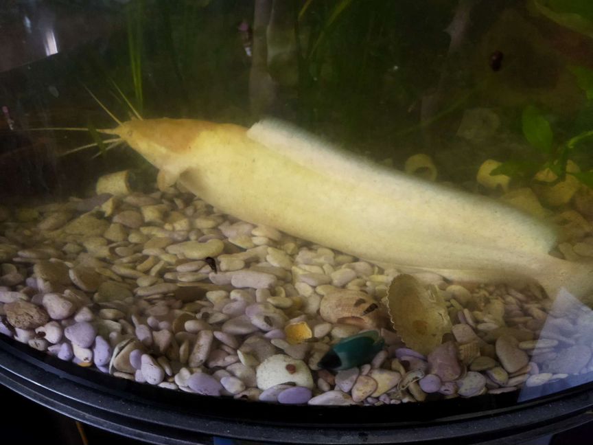 Сом большой