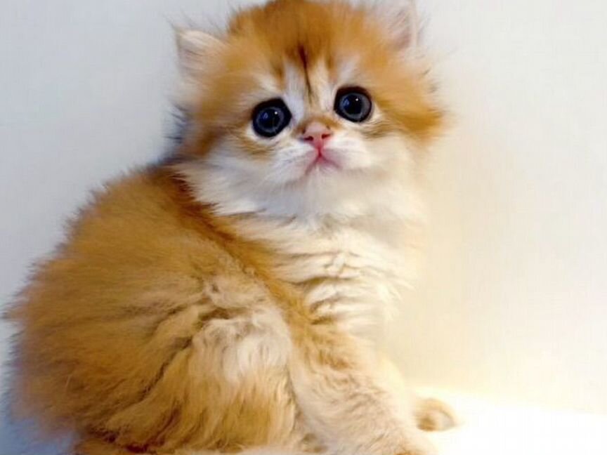 Британская золотая шиншилла