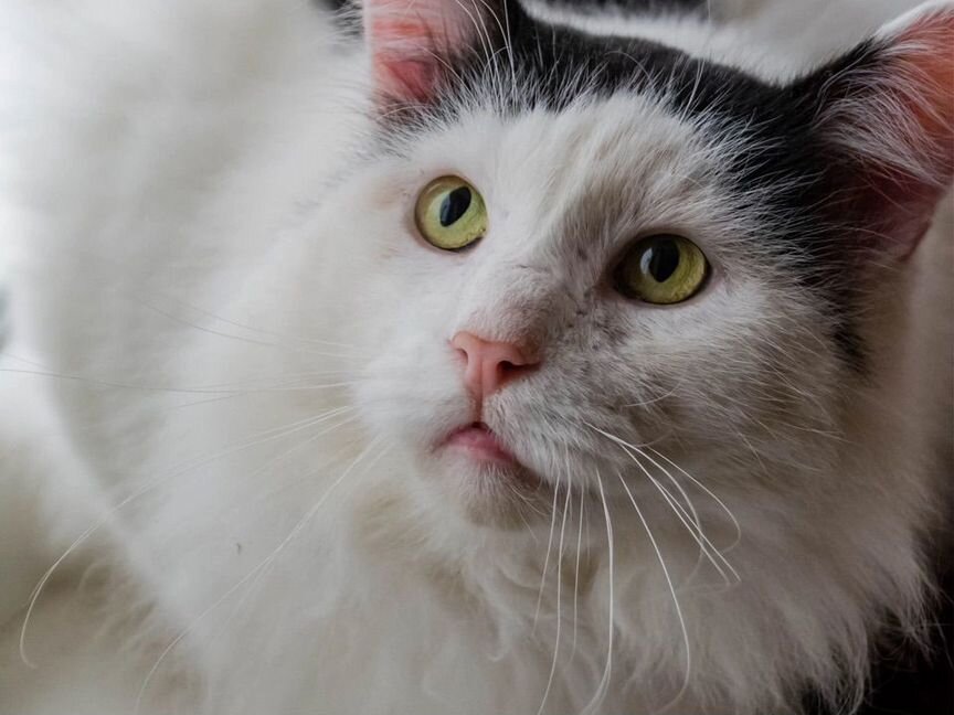 Милый котик ищет дом