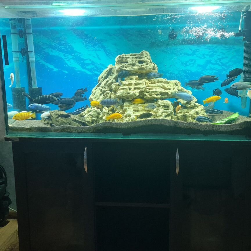 Аквариум с тумбой и малавийскими цихлидами