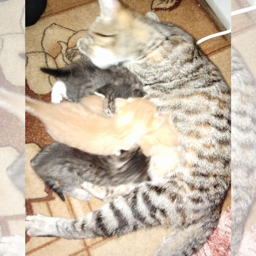 Котята в добрые руки бесплатно