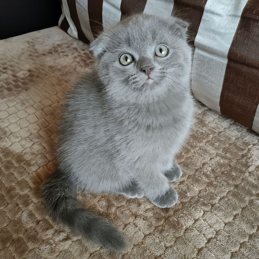 Шотландский вислоухий короткошёрстный котёнок