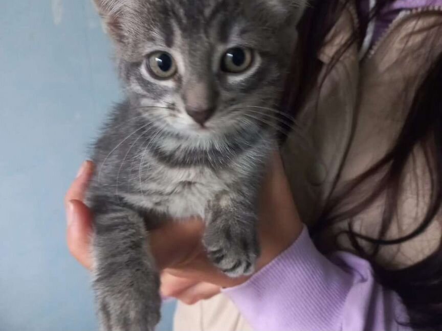 Котята в дар бесплатно