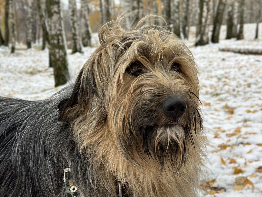 Метис терьера Тедди ищет семью