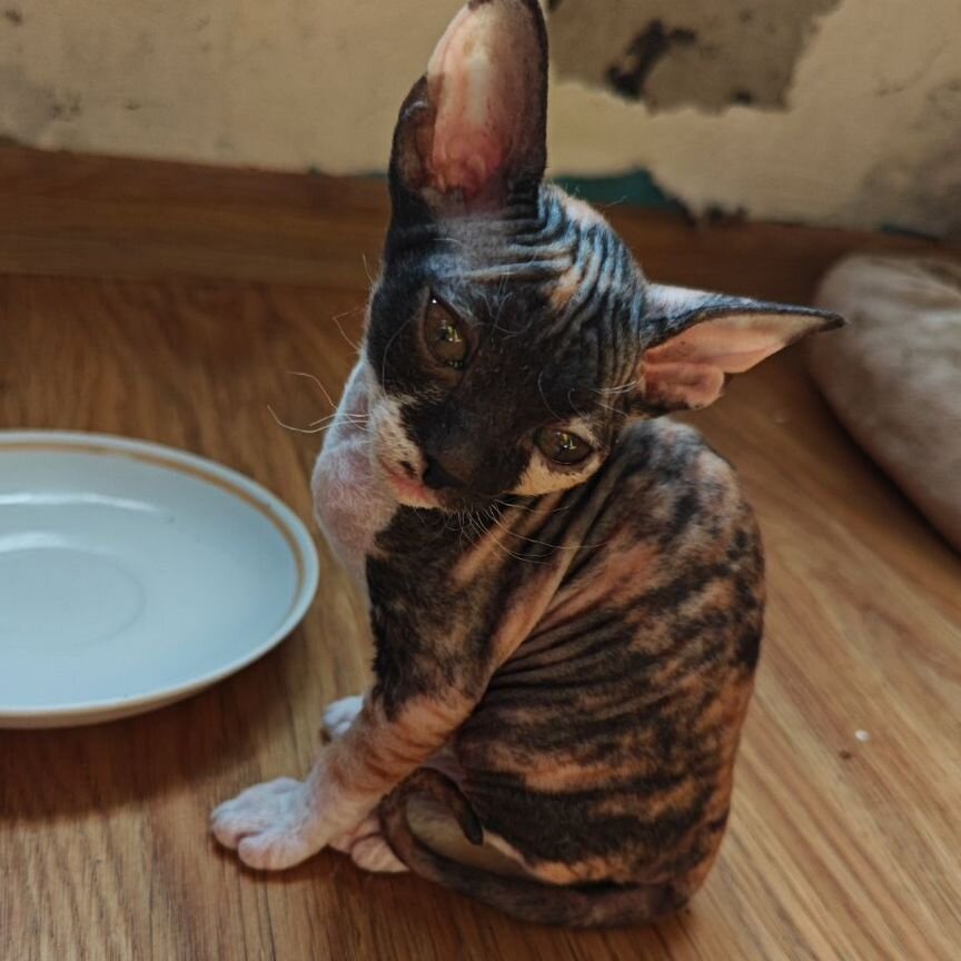 Донской сфинкс котёнок