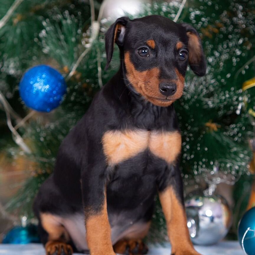 Цвергпинчер, щенок