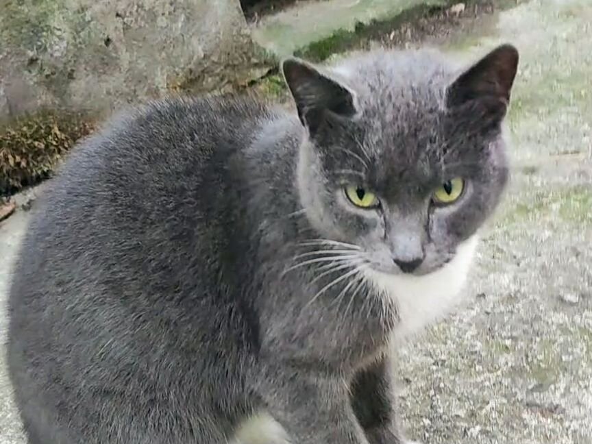 Молоденькая кошечка замерзает на улице