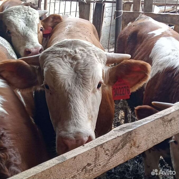 Быки породы сементал на племя