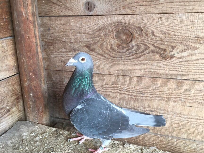 Спортивные голуби