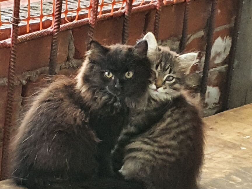 Продам котят сибирских