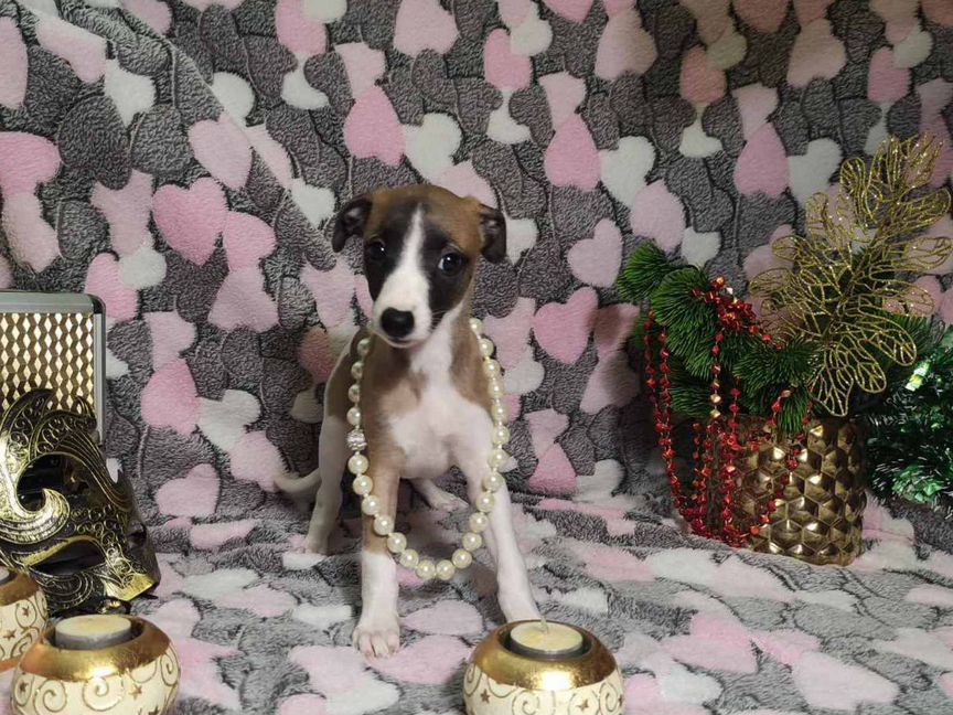 Щенки породы Уиппет (whippet)