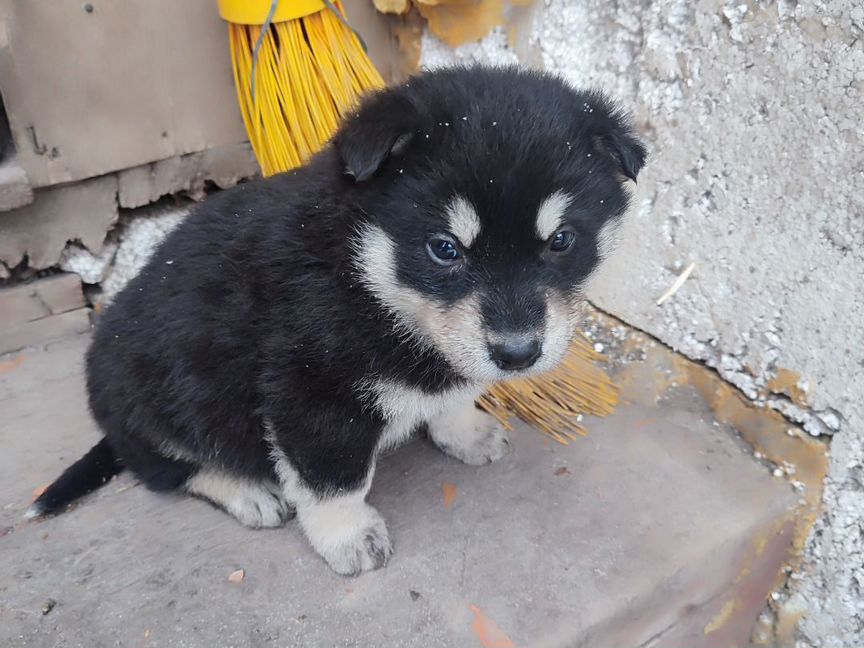 Щенки в добрые руки отдам бесплатно