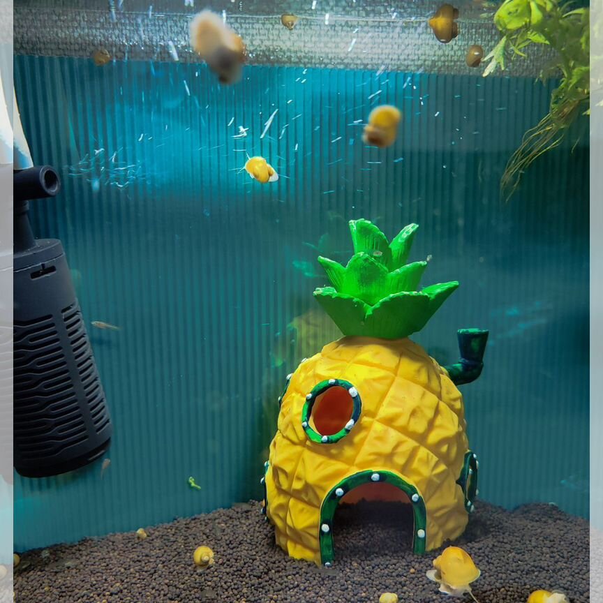 Детёныши улитки Ампулярии