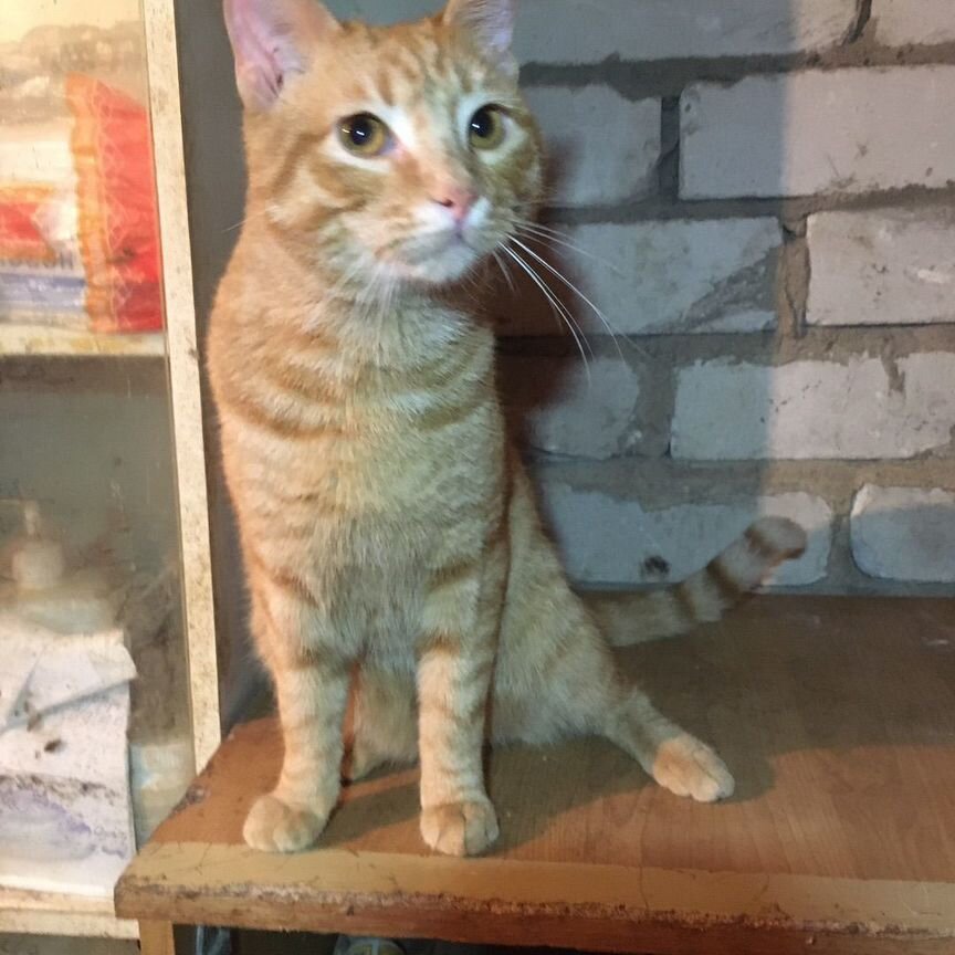 Котик в семью