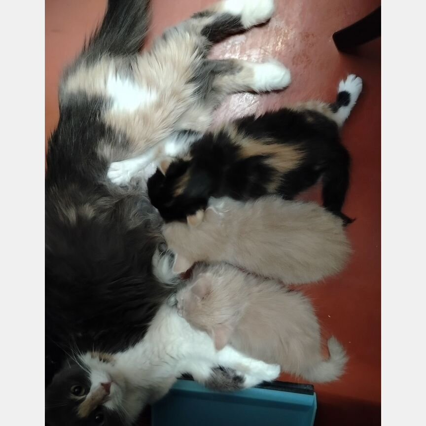 Малыши котятки
