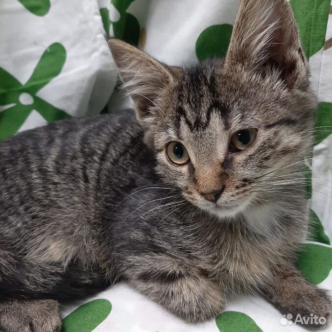 Милый полосатик ищет дом