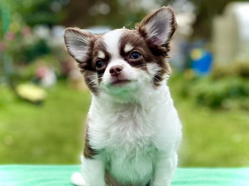 Щенки чихуахуа