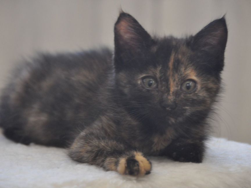 Котенок - домовёнок