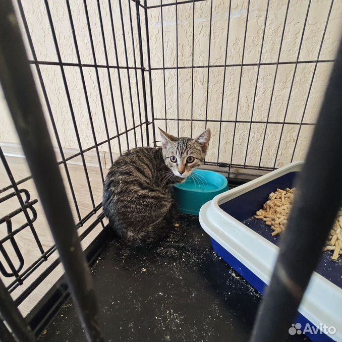 Полосатая котодевочка
