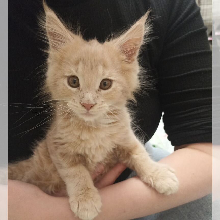 Мейн-кун котёнок