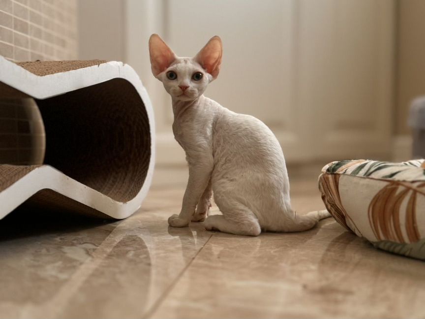 Котята девон-рекс