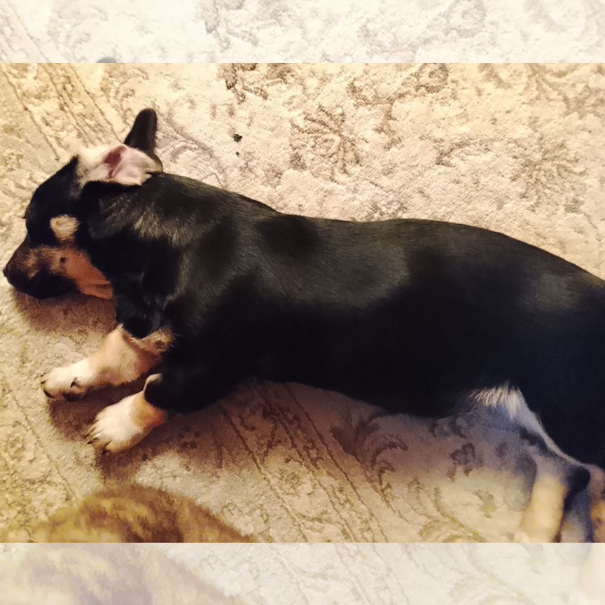 Такса, щенок