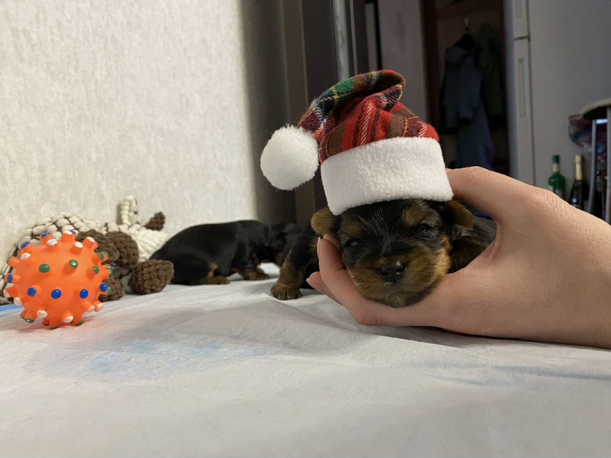 Йоркширский терьер щенки